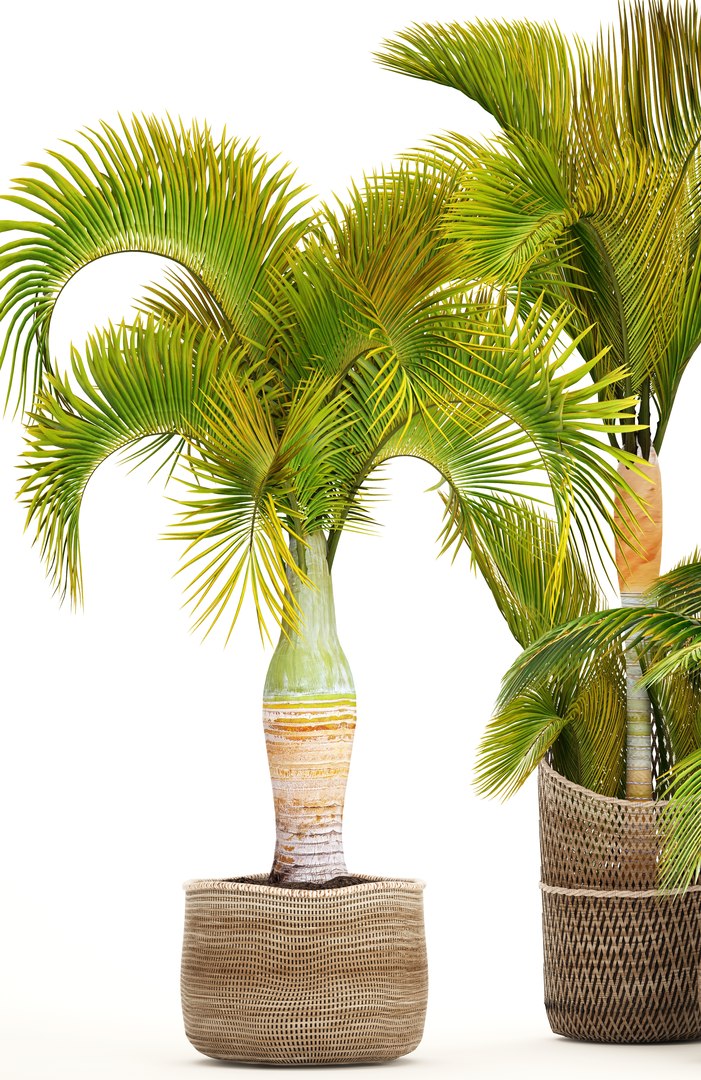 3D Tropical Plants Model - TurboSquid 1209866