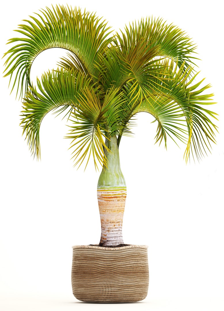 3D Tropical Plants Model - TurboSquid 1209866