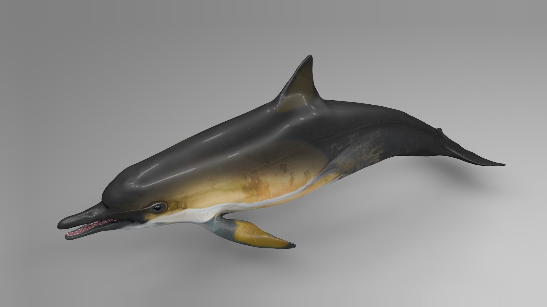 Dolphin rigged 3D model - TurboSquid 1622215