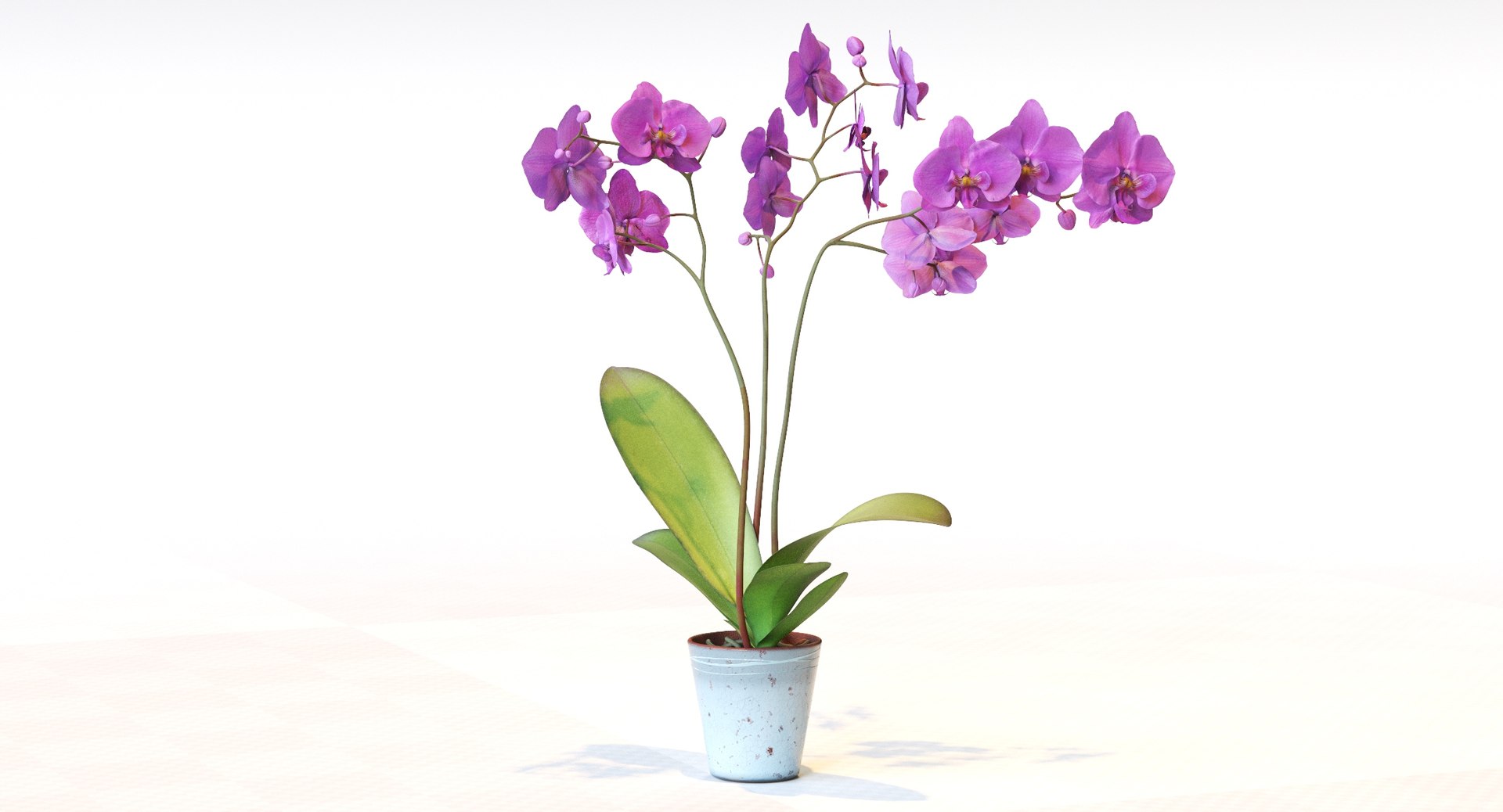 Orchid flower 3D - TurboSquid 1460830