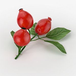 3D Rose Hip Models - Browse & Download Formats - TurboSquid