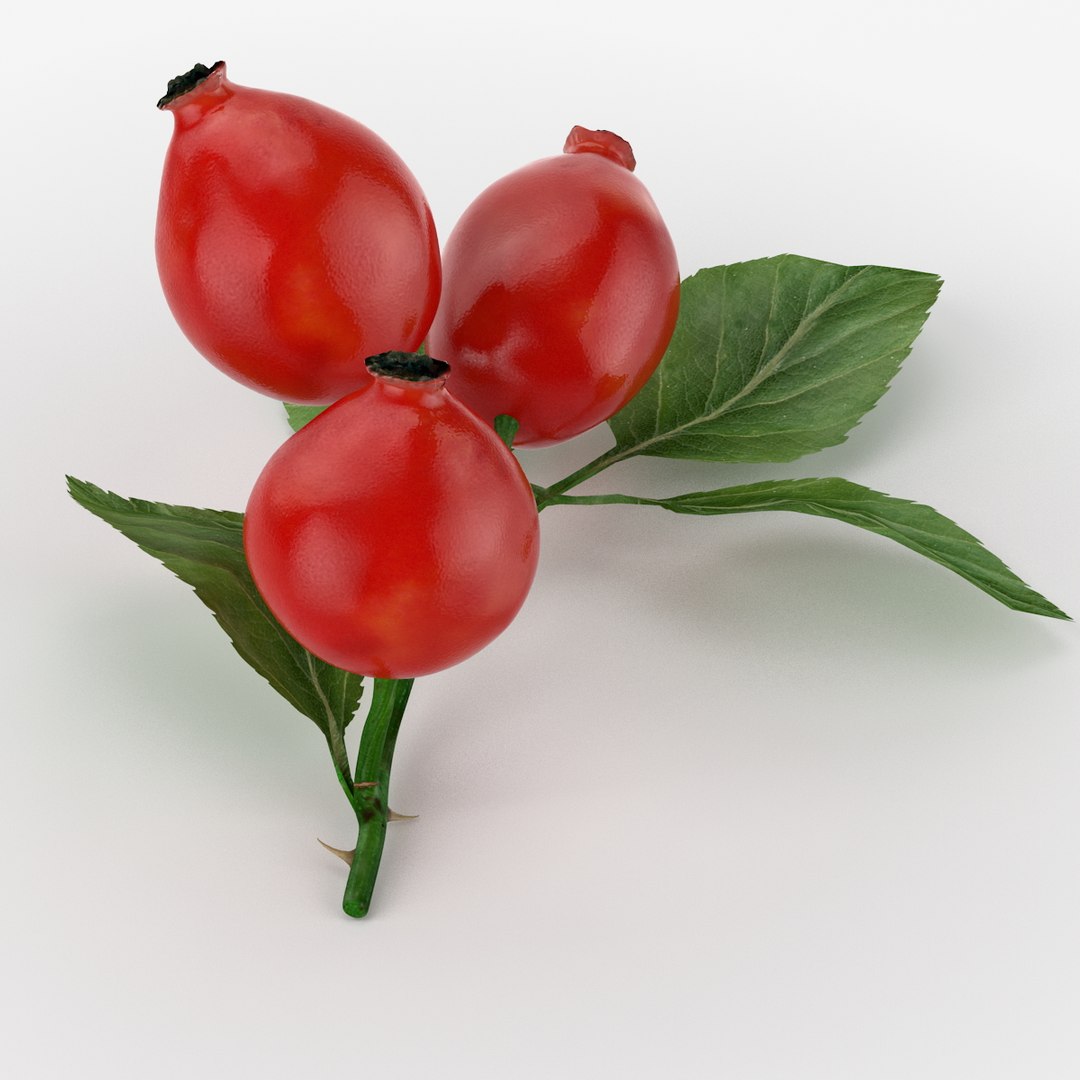 realistic rosehips real max