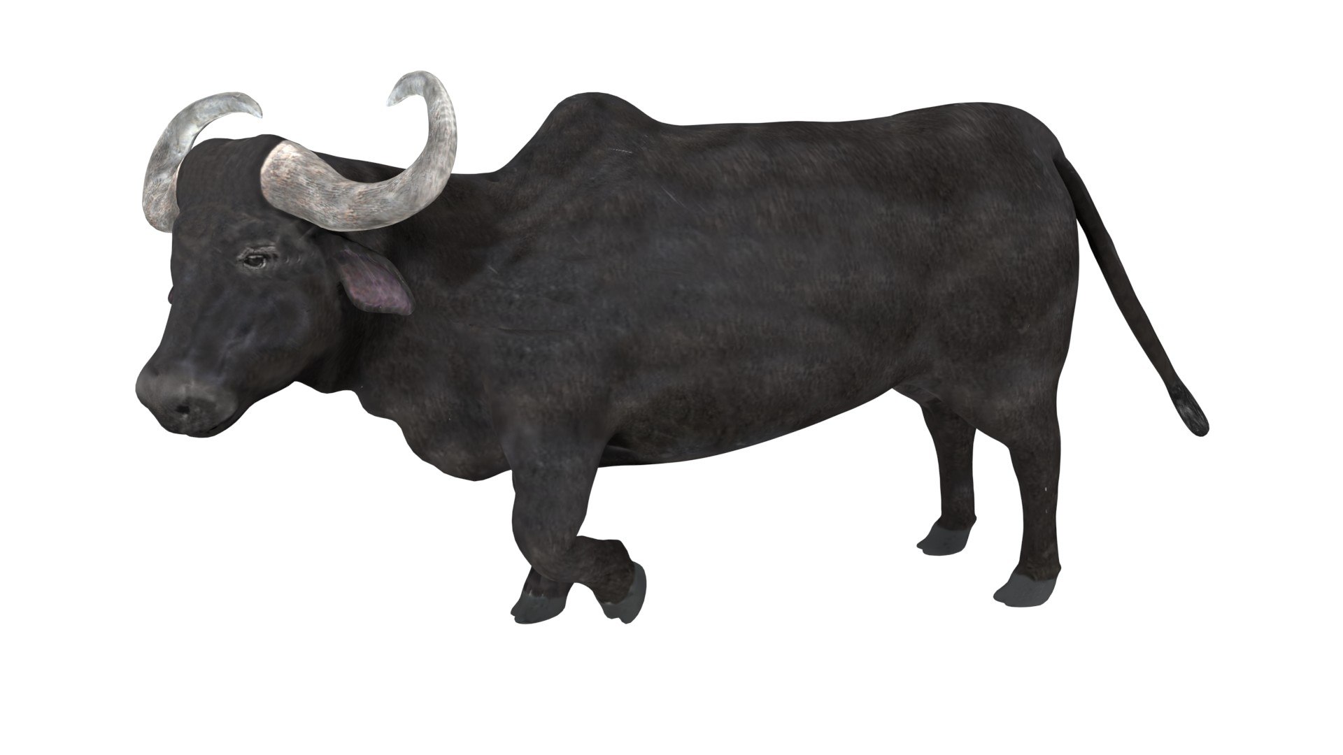 3D buffalo rigged model - TurboSquid 1663215