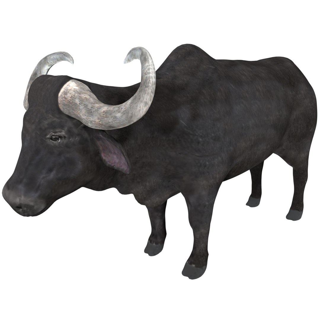 3D Buffalo Rigged Model - TurboSquid 1663215