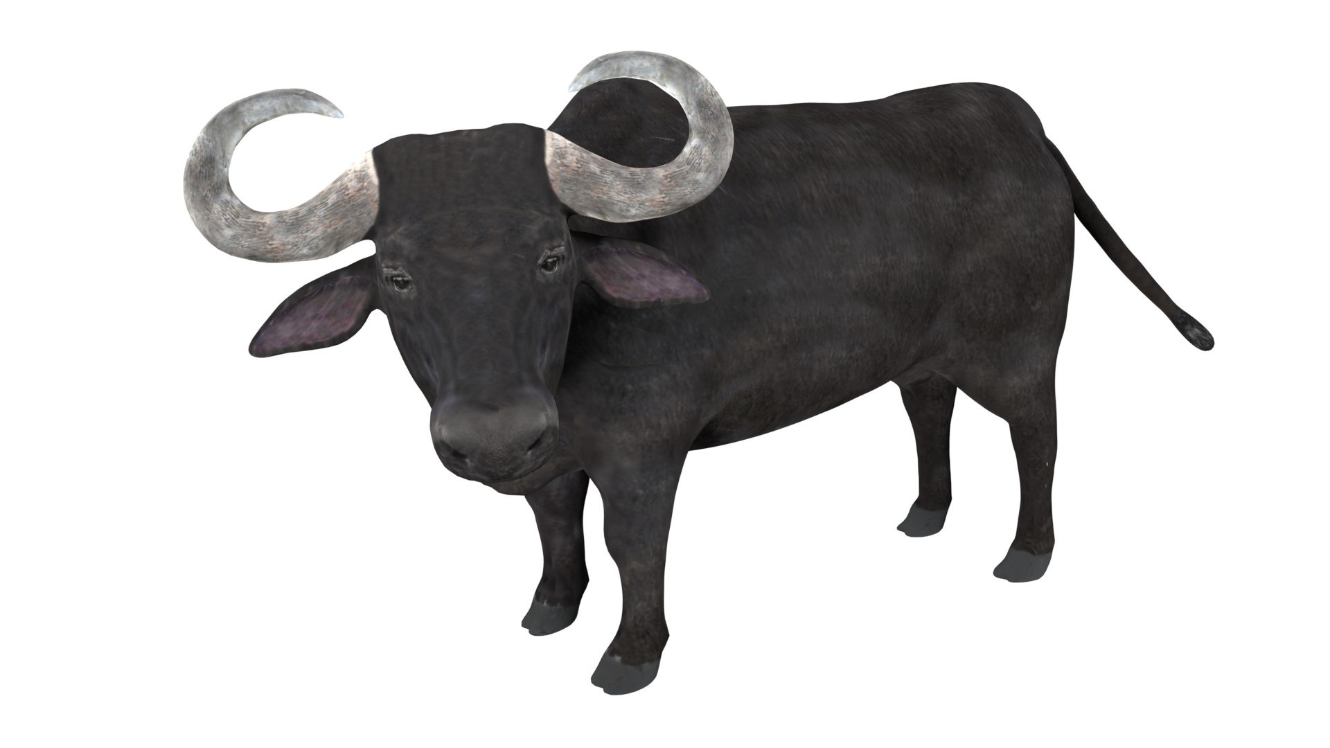 3D Buffalo Rigged Model - TurboSquid 1663215
