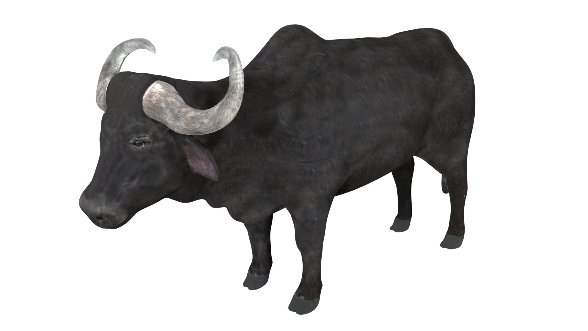 3D Buffalo Rigged Model - TurboSquid 1663215