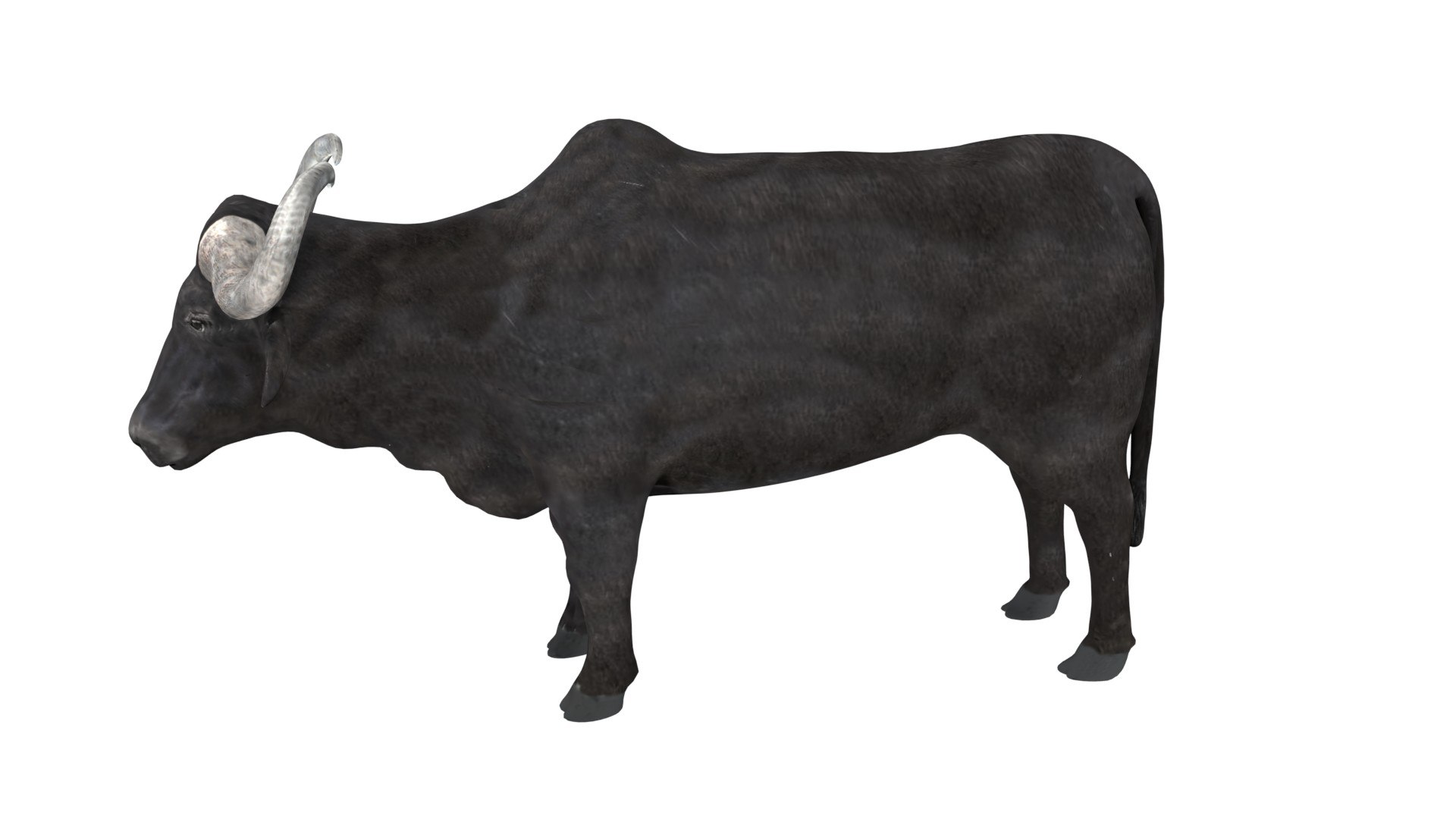 3D Buffalo Rigged Model - TurboSquid 1663215