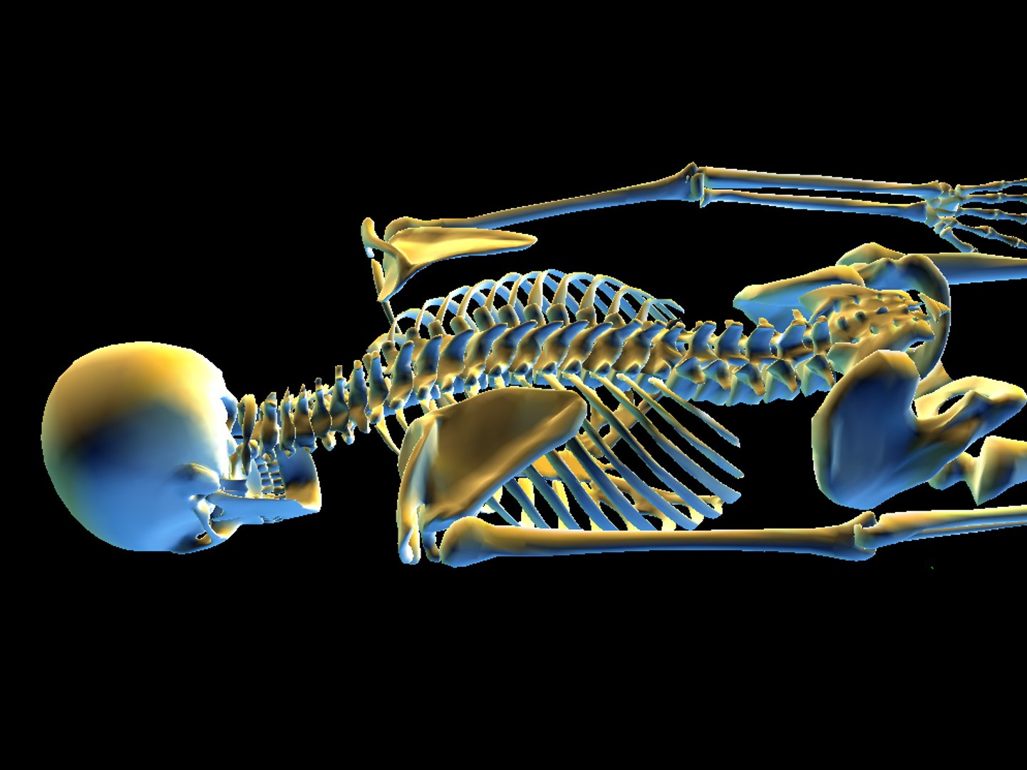 Human Skeleton 3ds