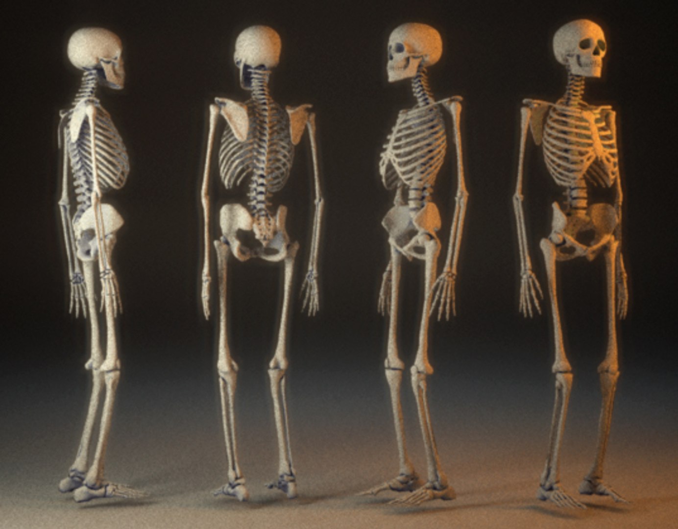 Human Skeleton 3ds