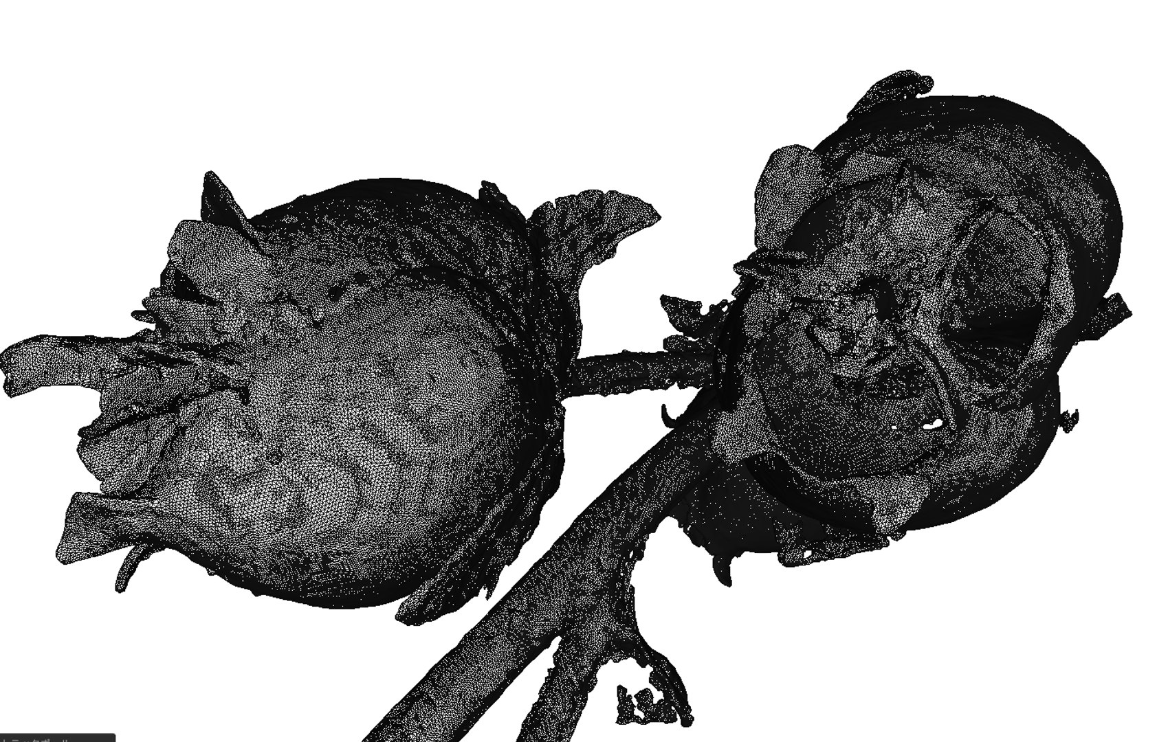 3D Antirrhinum Majus Ctscan Model - TurboSquid 1445866