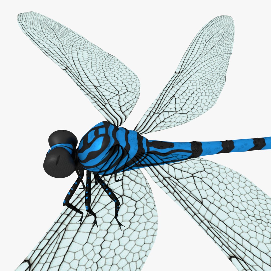 3D Dragonfly - TurboSquid 1248666