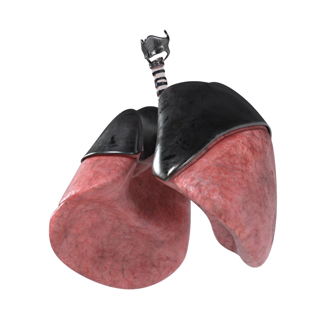 Human Lungs Anatomy 3D Model - TurboSquid 2281853
