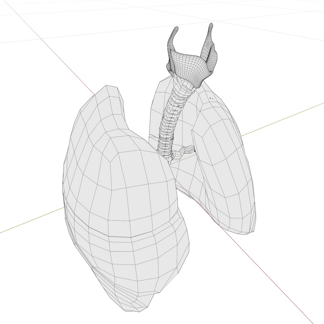 Human Lungs Anatomy 3D Model - TurboSquid 2281853