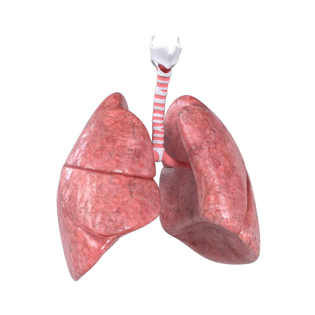 Human Lungs Anatomy 3D Model - TurboSquid 2281853