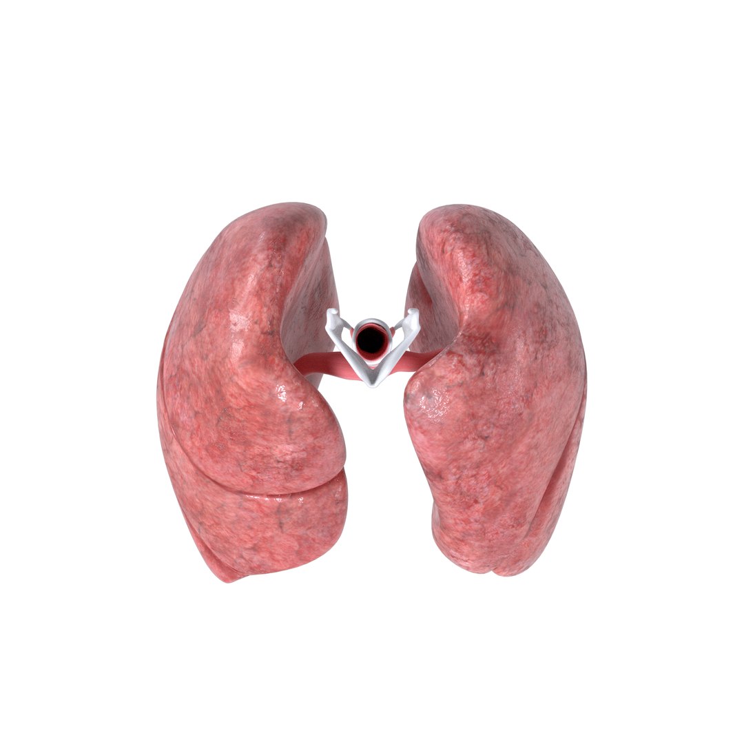 Human Lungs Anatomy 3D Model - TurboSquid 2281853