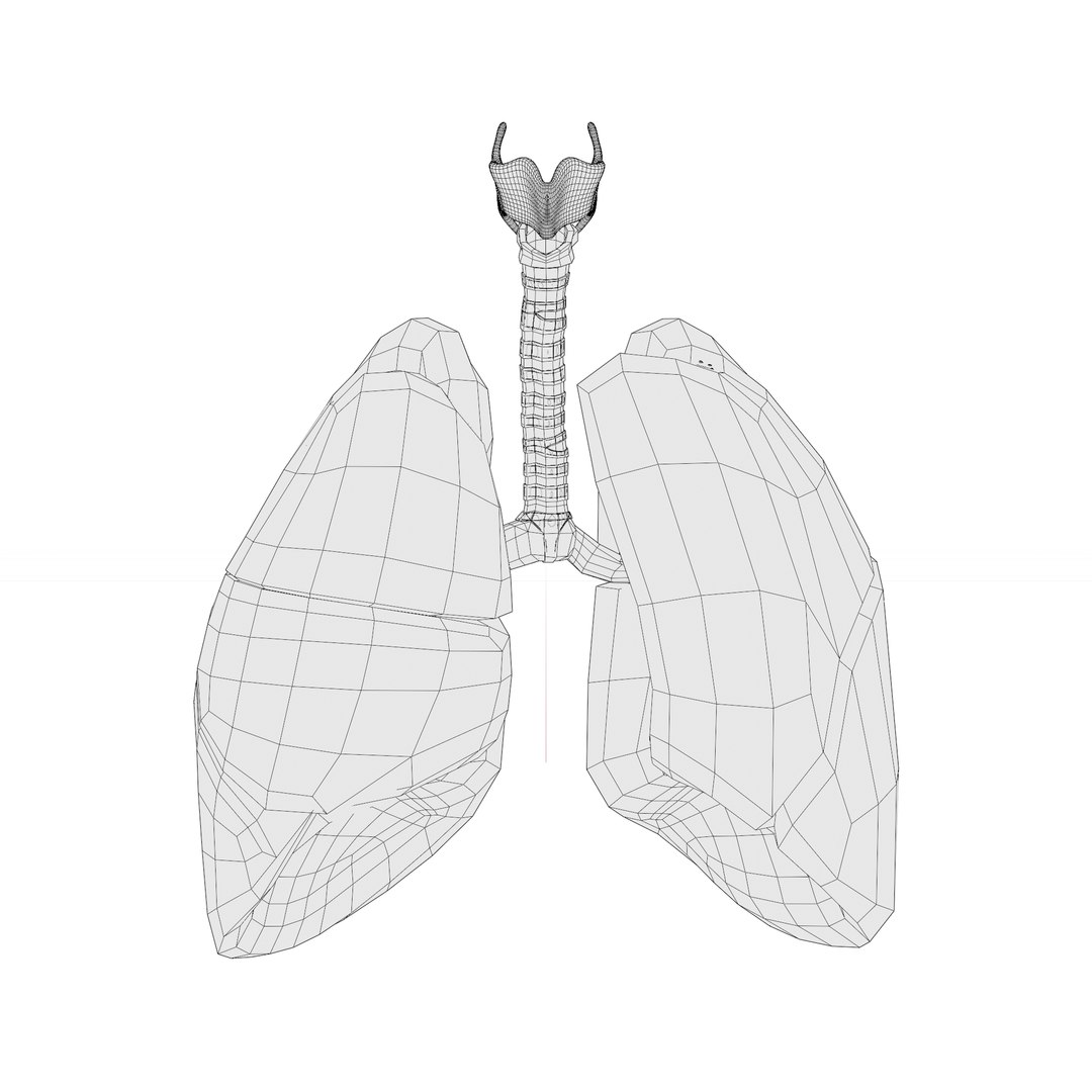 Human Lungs Anatomy 3D Model - TurboSquid 2281853