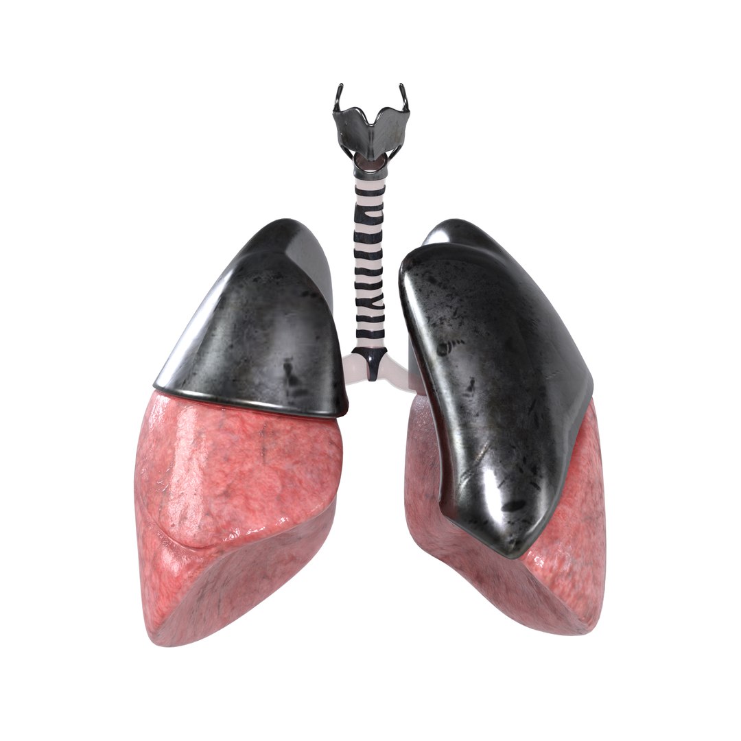 Human Lungs Anatomy 3D Model - TurboSquid 2281853