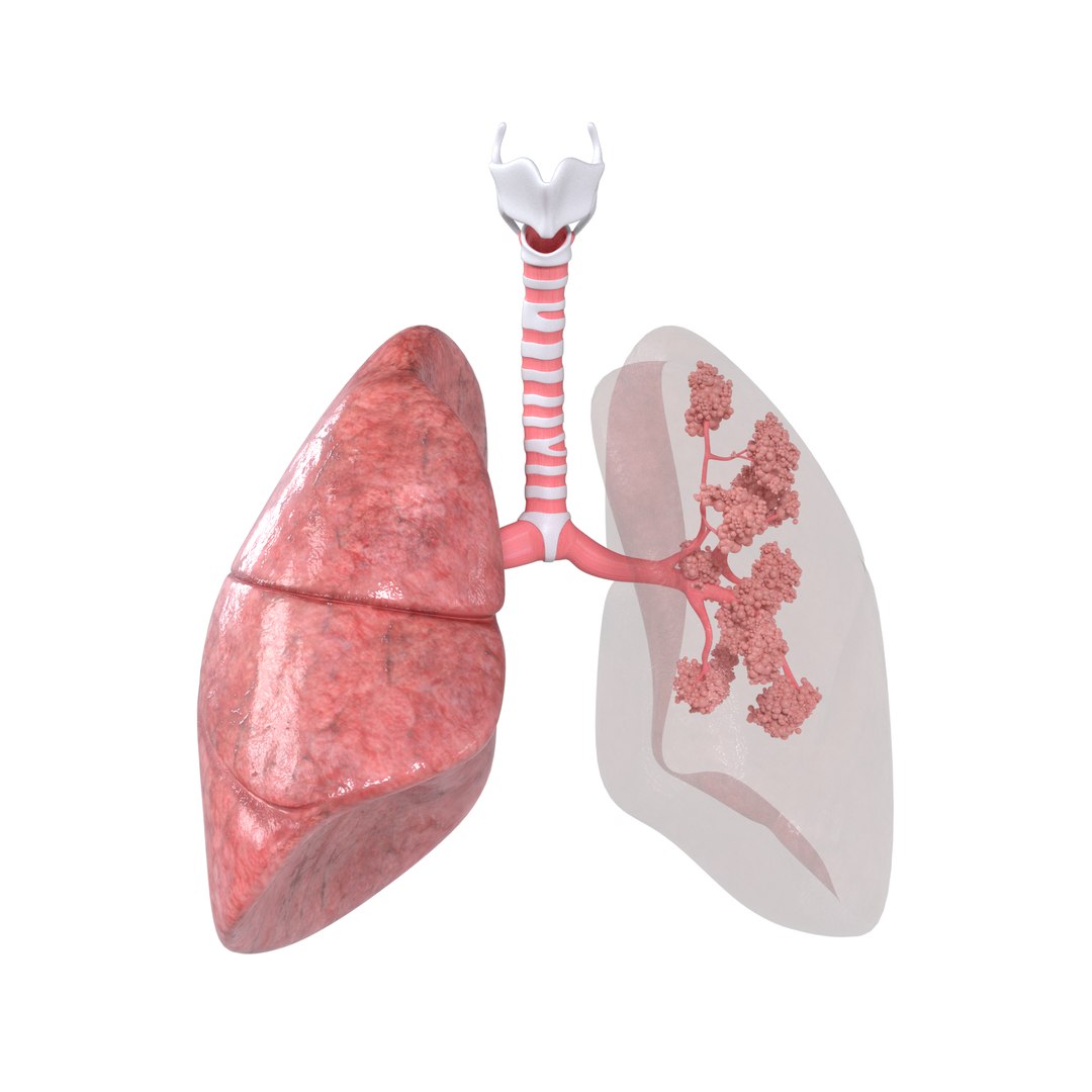 Human Lungs Anatomy 3D Model - TurboSquid 2281853