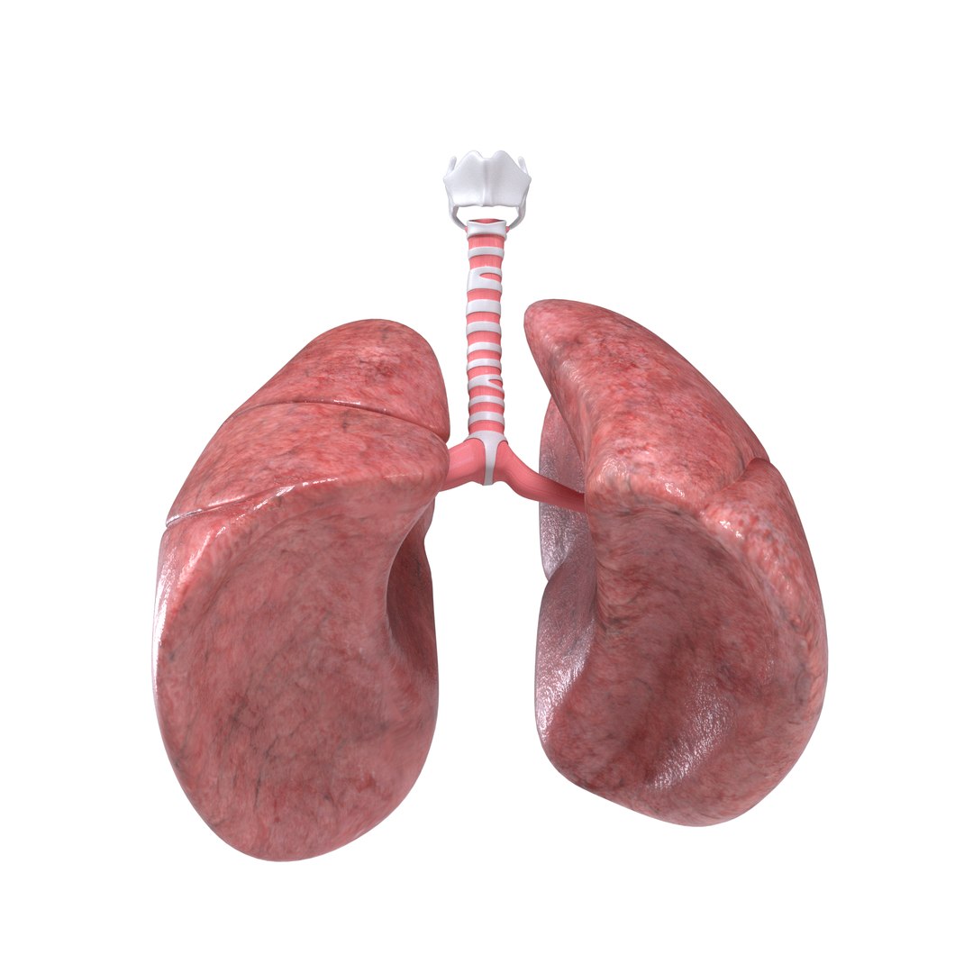 Human Lungs Anatomy 3D Model - TurboSquid 2281853