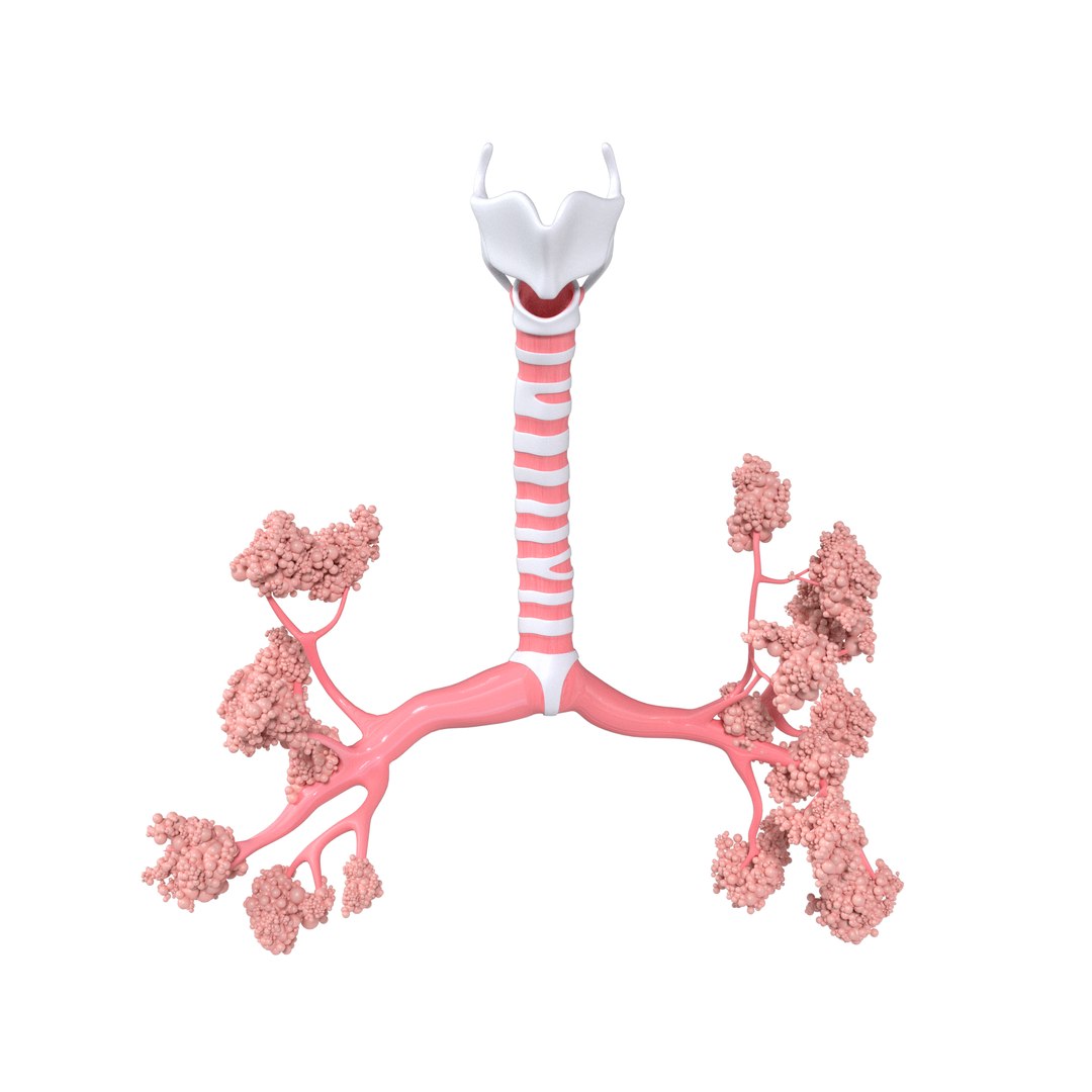 Human Lungs Anatomy 3D Model - TurboSquid 2281853