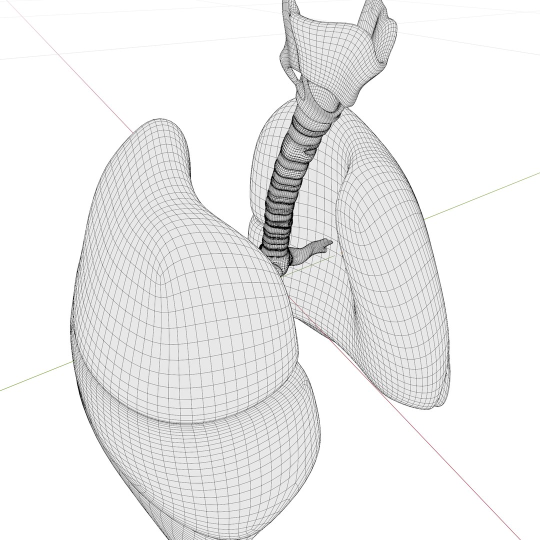 Human Lungs Anatomy 3D Model - TurboSquid 2281853