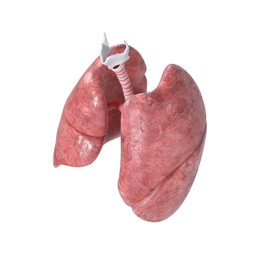 Human Lungs Anatomy 3D Model - TurboSquid 2281853
