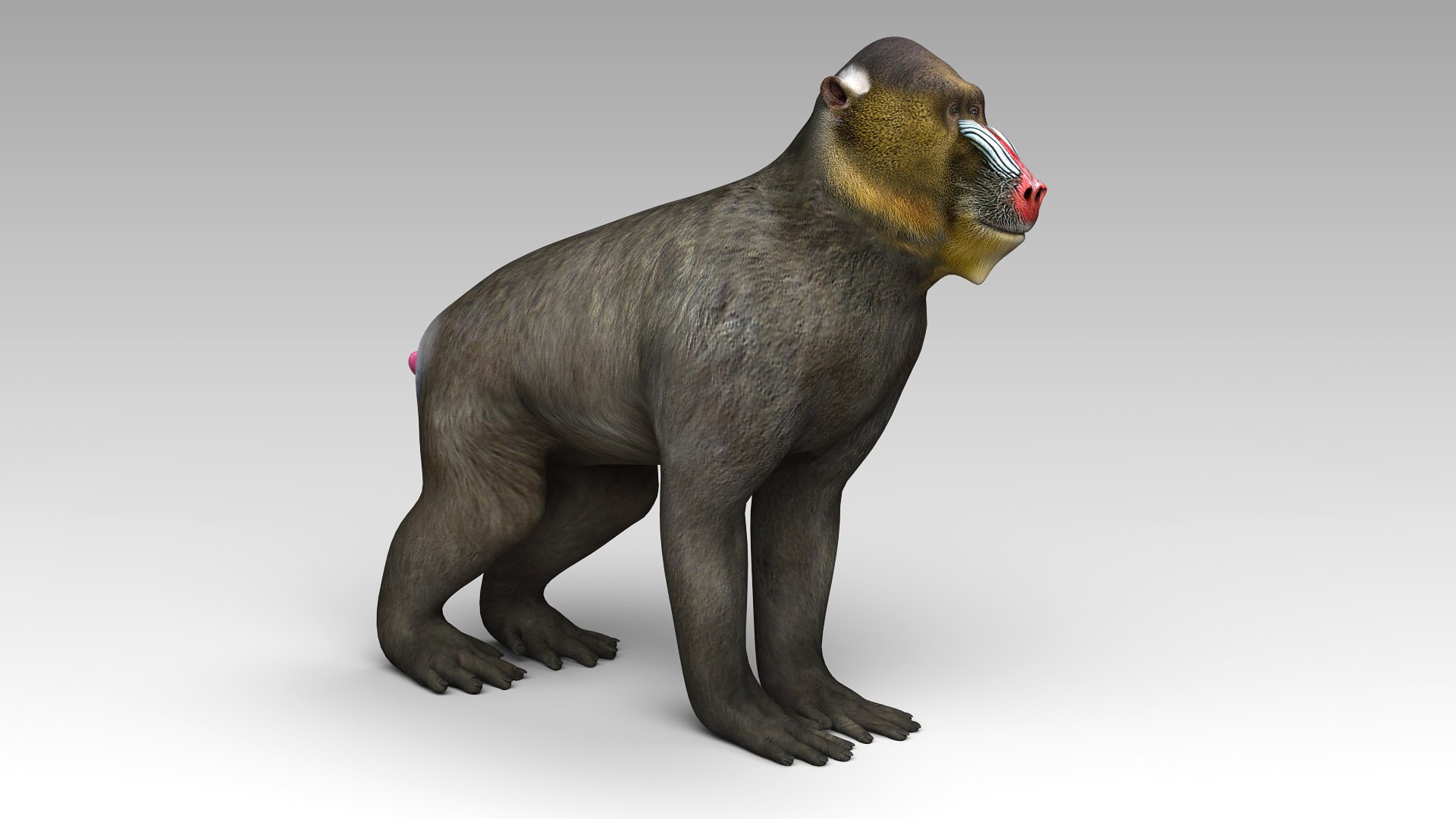 3D Monkey Animal Mammal - TurboSquid 1244129