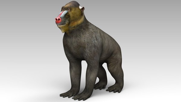 Mandrill 3D-Modell - TurboSquid 1244129