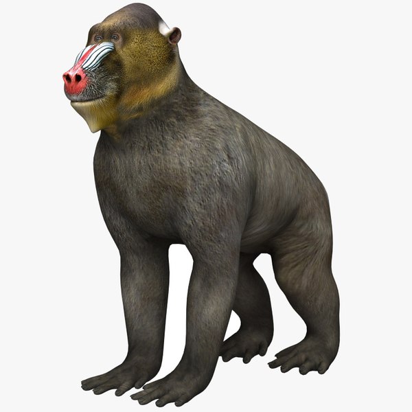 Mandrill 3D-Modell - TurboSquid 1244129