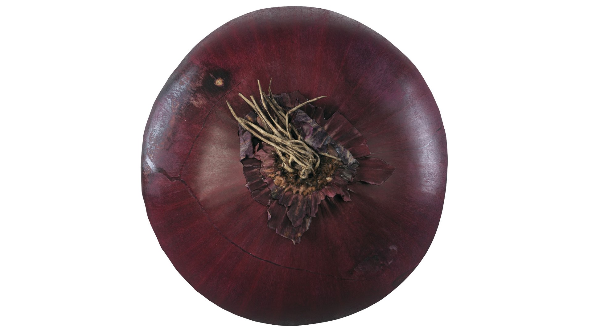 4K Red Onion 3D Model - TurboSquid 1992897