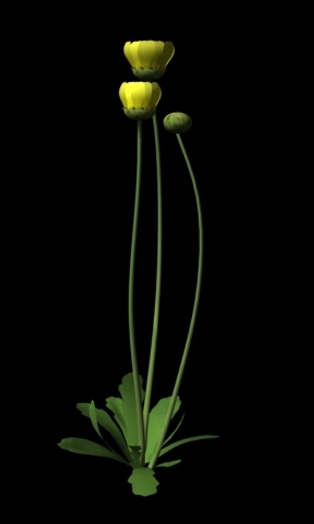 Flower Butter Cup 3d Model