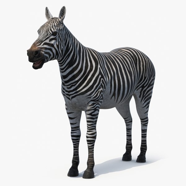 Zebra Adulto Modelo 3D - TurboSquid 2362121