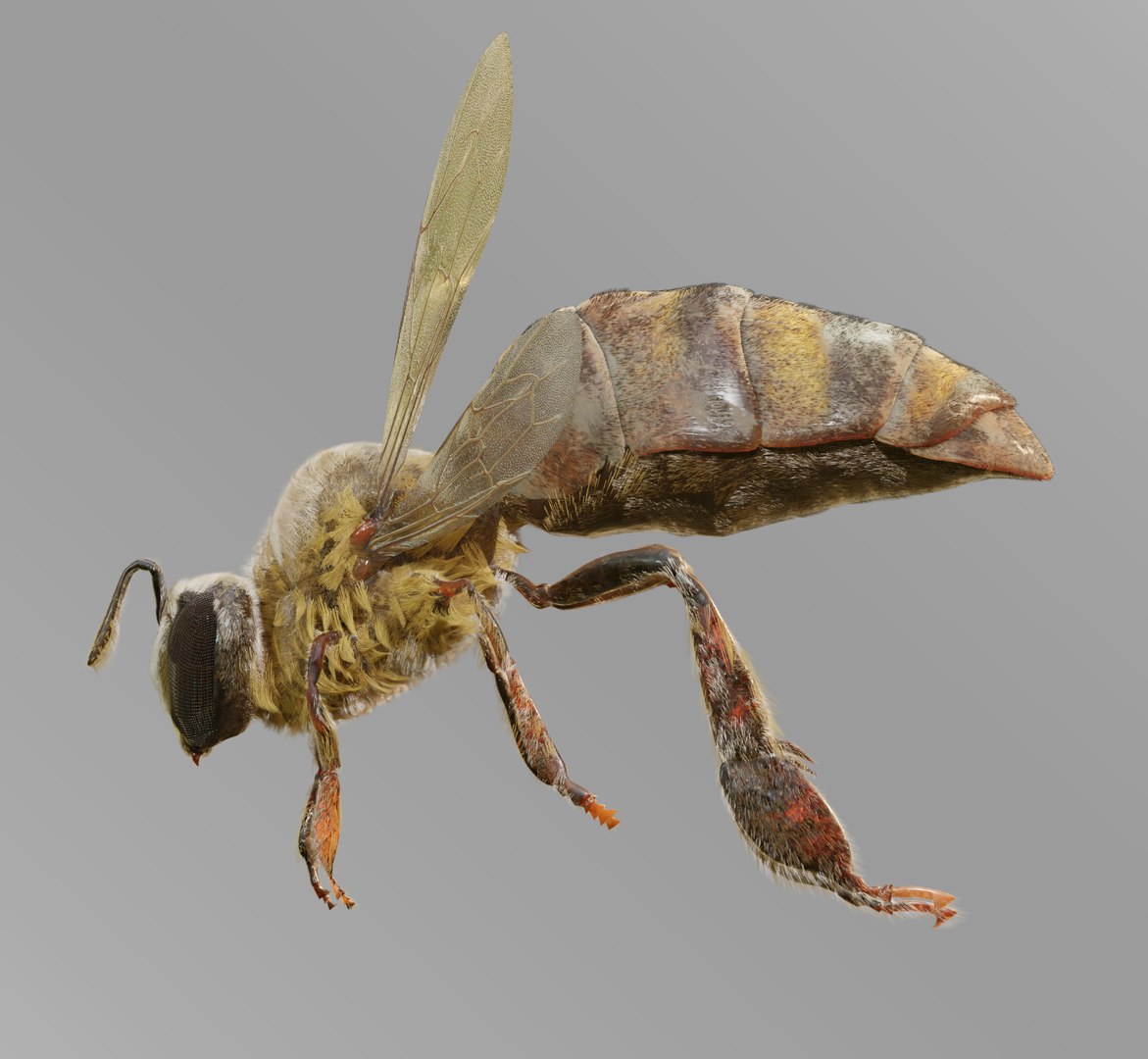 3D Bee - Rigged Animated Model - TurboSquid 2126981
