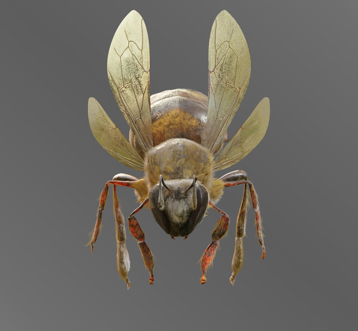 3D Bee - Rigged Animated Model - TurboSquid 2126981