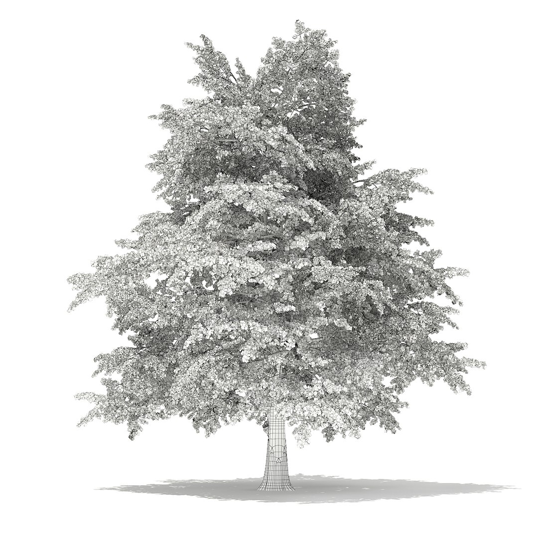 3d Model Blue Atlas Cedar Cedrus