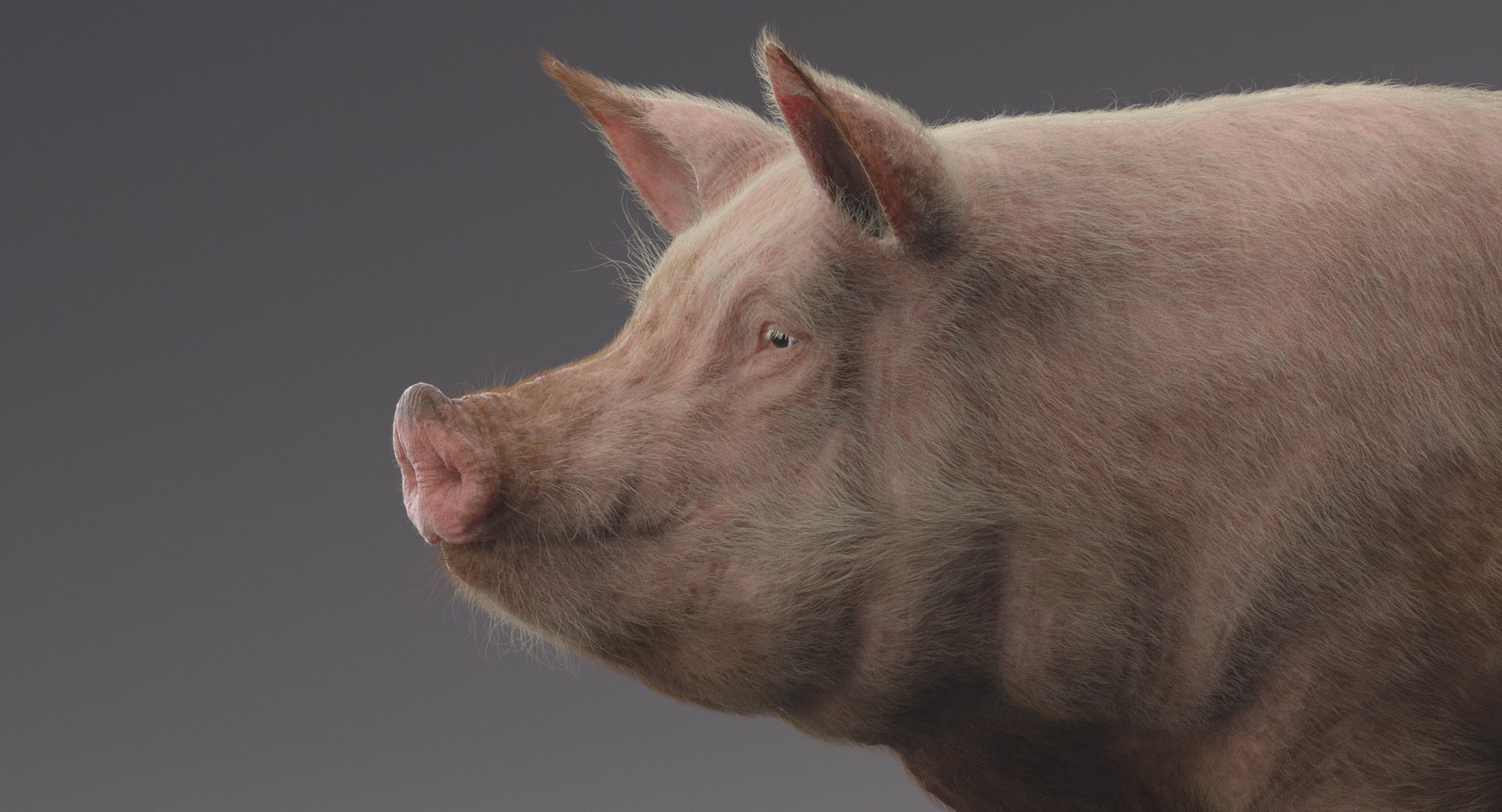 Pig ANIMATED 3D Model - TurboSquid 1850875