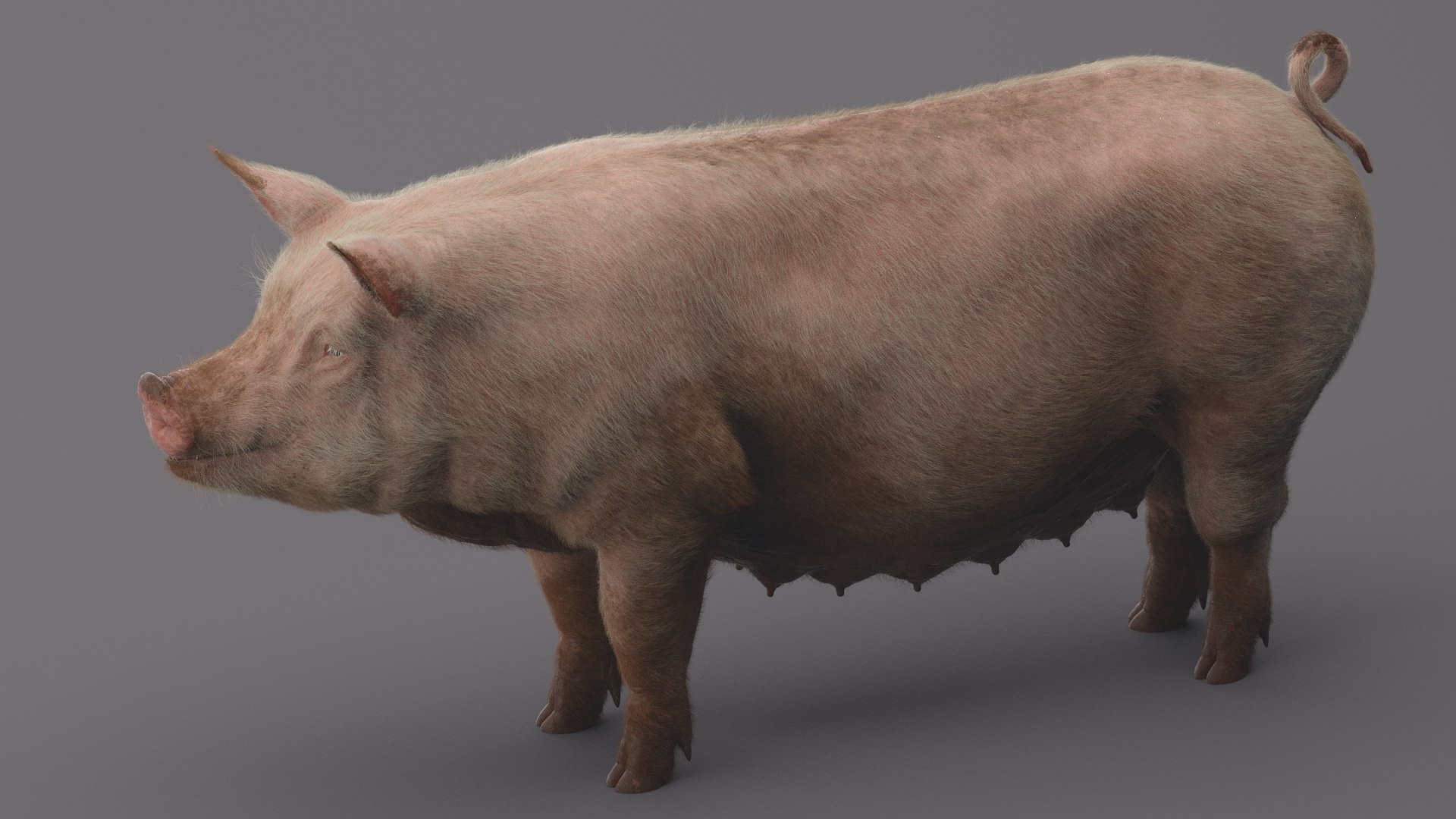 Pig ANIMATED 3D Model - TurboSquid 1850875