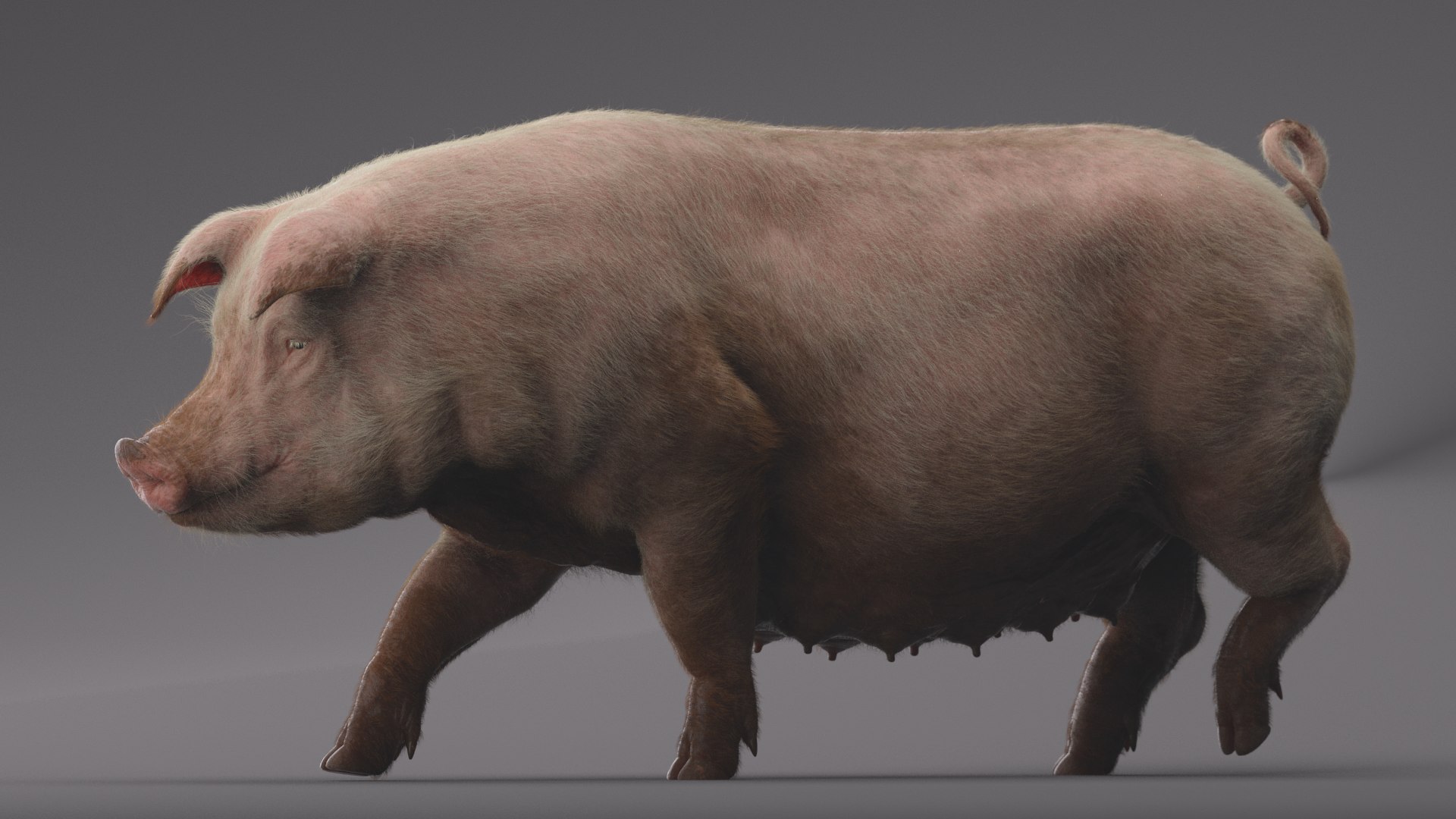 Pig ANIMATED 3D Model - TurboSquid 1850875
