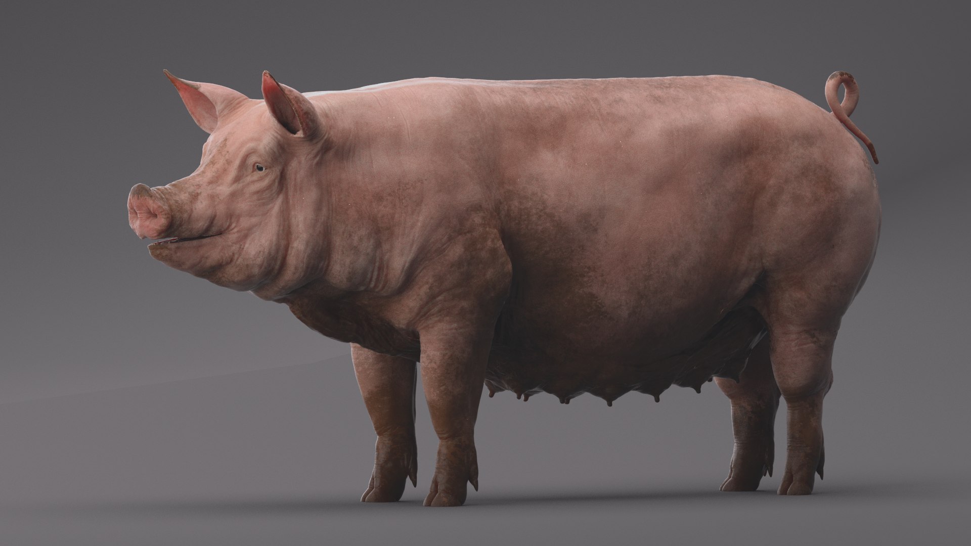Pig ANIMATED 3D model - TurboSquid 1850875
