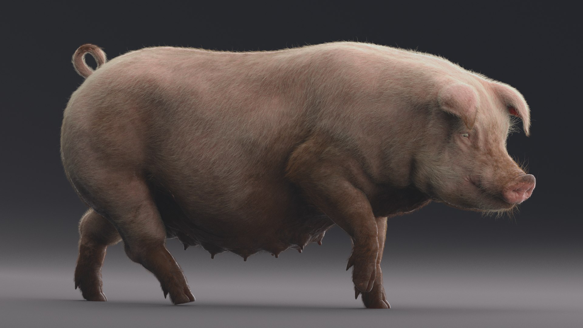 Pig ANIMATED 3D Model - TurboSquid 1850875