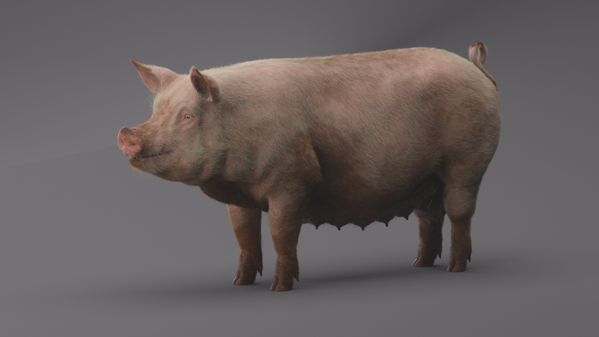 Pig ANIMATED 3D Model - TurboSquid 1850875