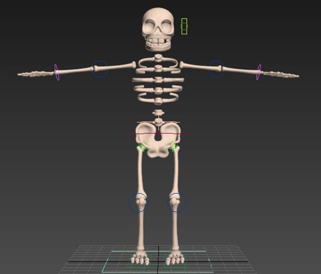 Max Cartoon Skeleton