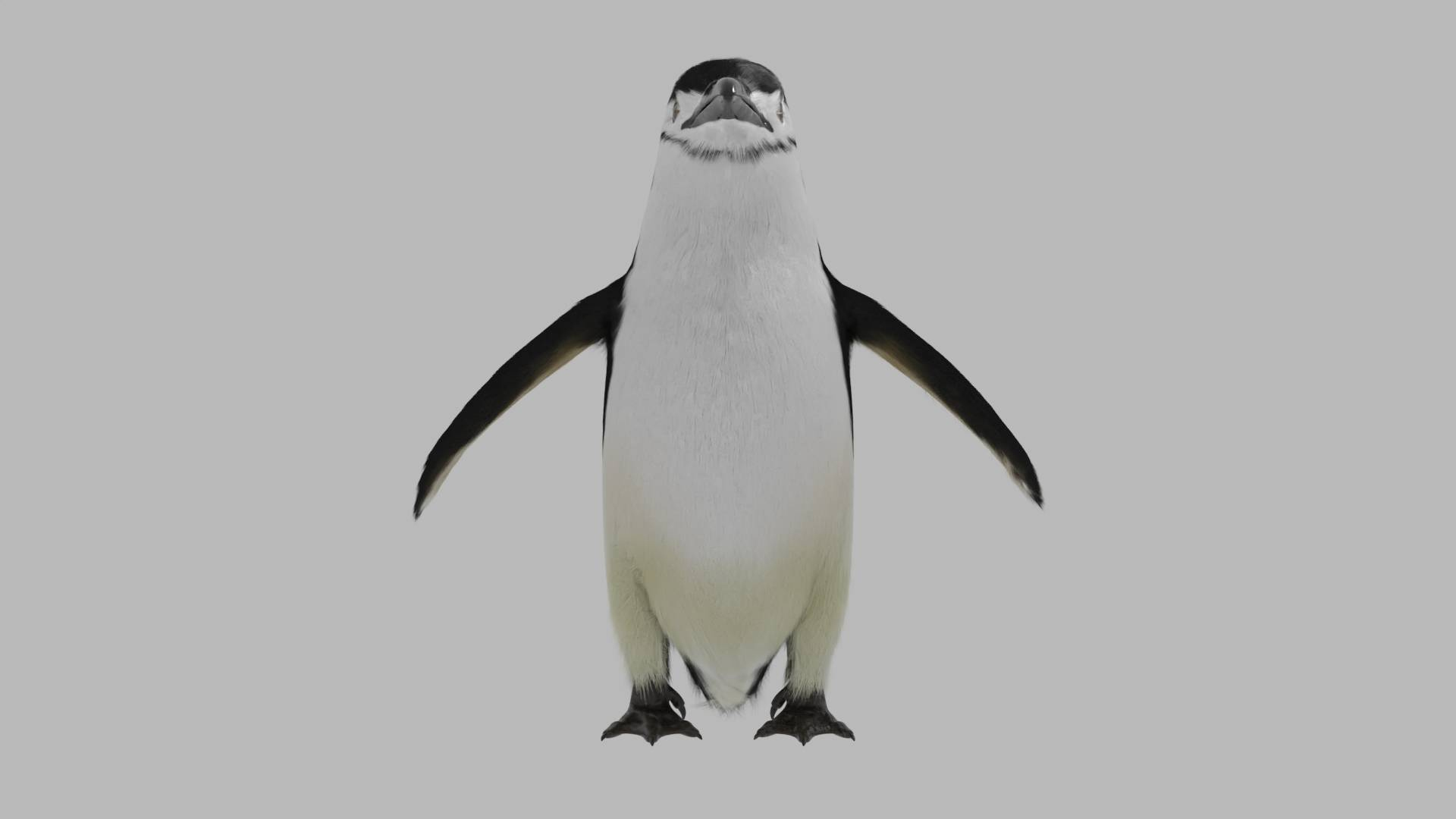 3D Penguin - TurboSquid 1993368