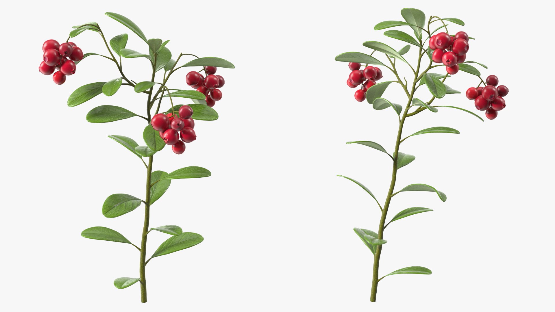Cranberry Bush 3D Model - TurboSquid 2186742