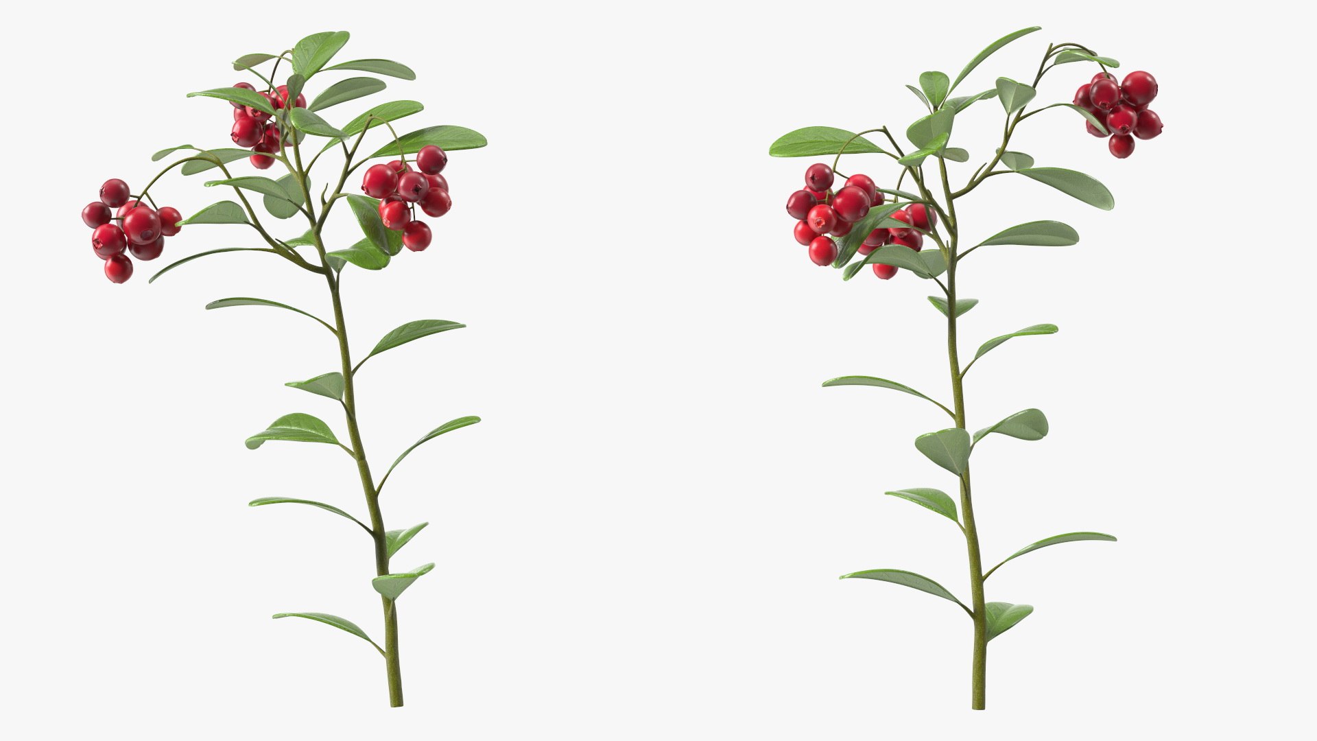 Cranberry Bush 3D Model - TurboSquid 2186742