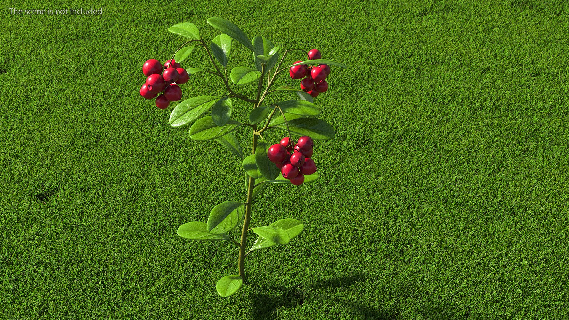 Cranberry Bush 3D Model - TurboSquid 2186742