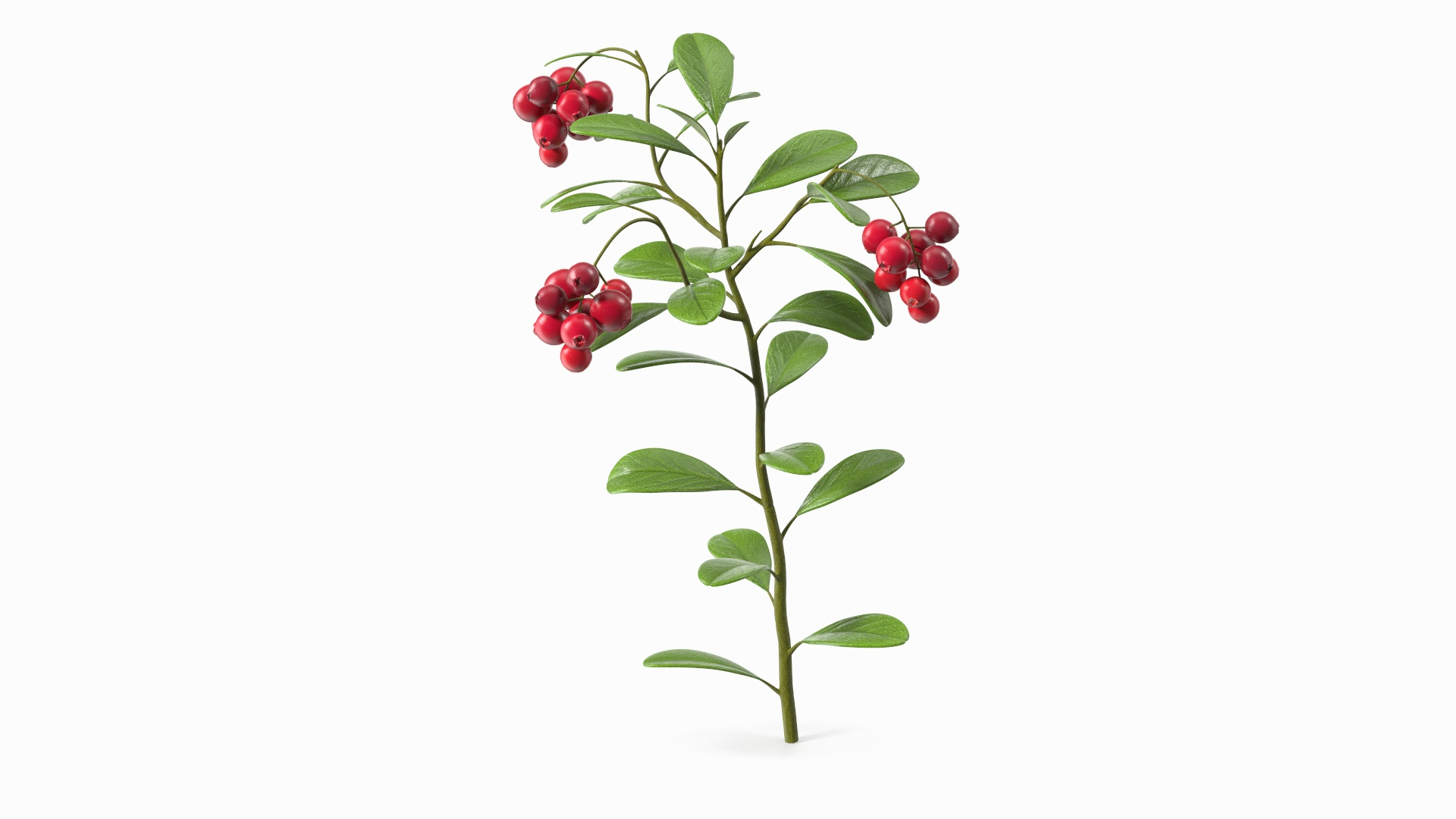 Cranberry Bush 3D Model - TurboSquid 2186742