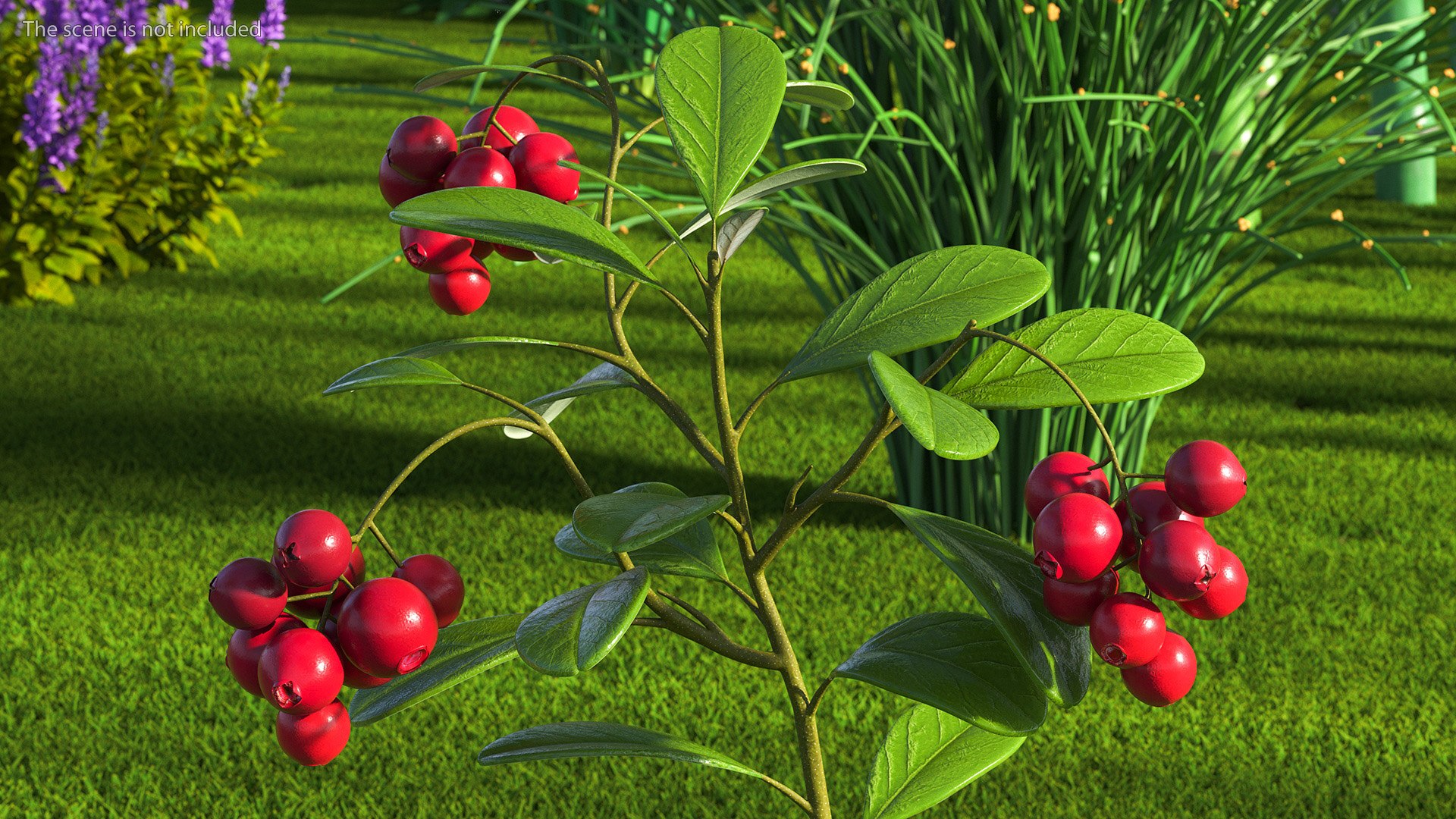 Cranberry Bush 3D Model - TurboSquid 2186742