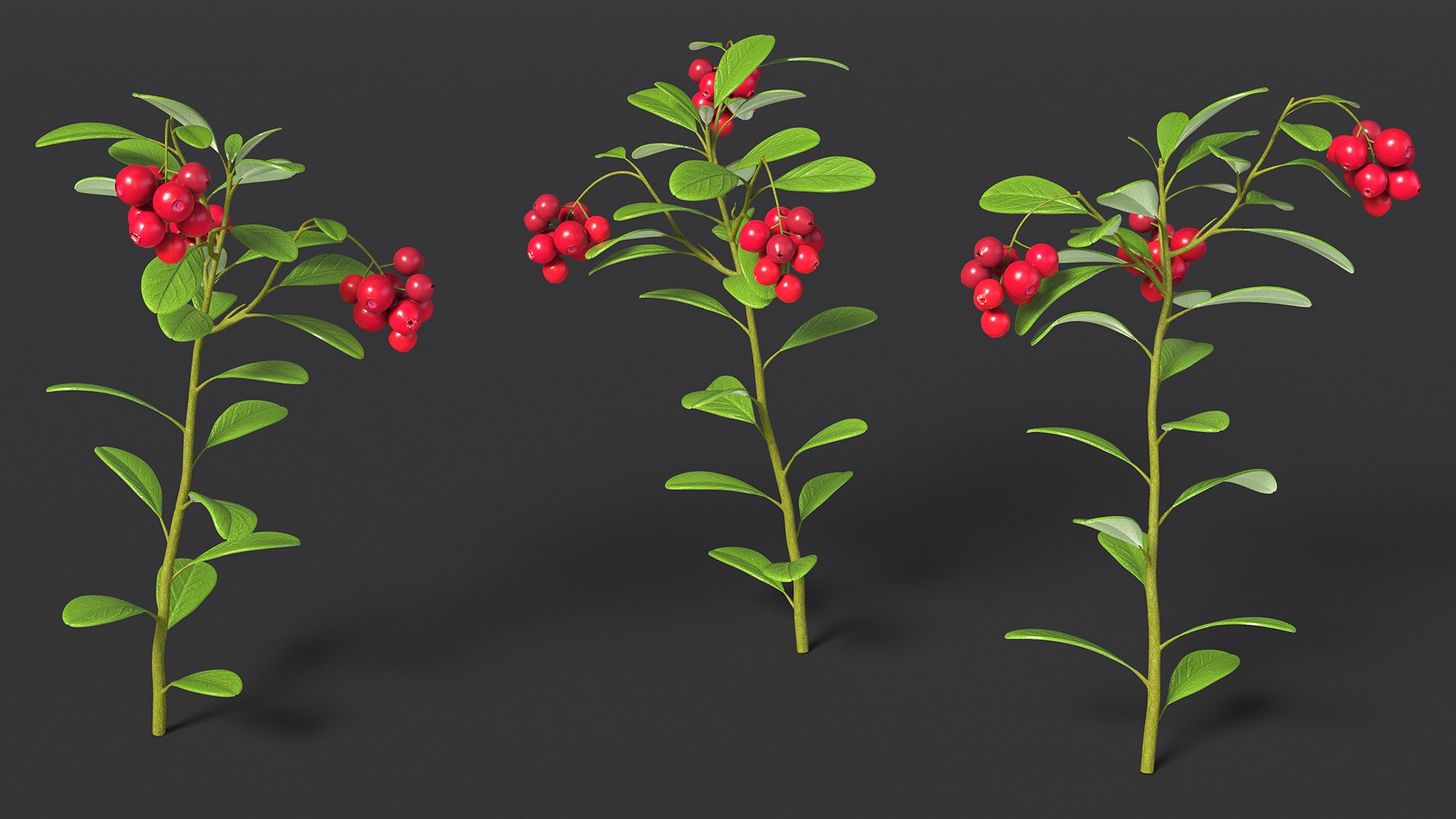 Cranberry Bush 3D Model - TurboSquid 2186742