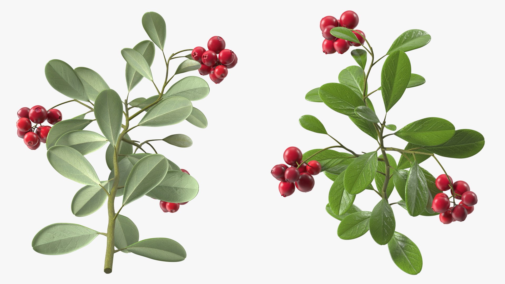 Cranberry Bush 3D Model - TurboSquid 2186742